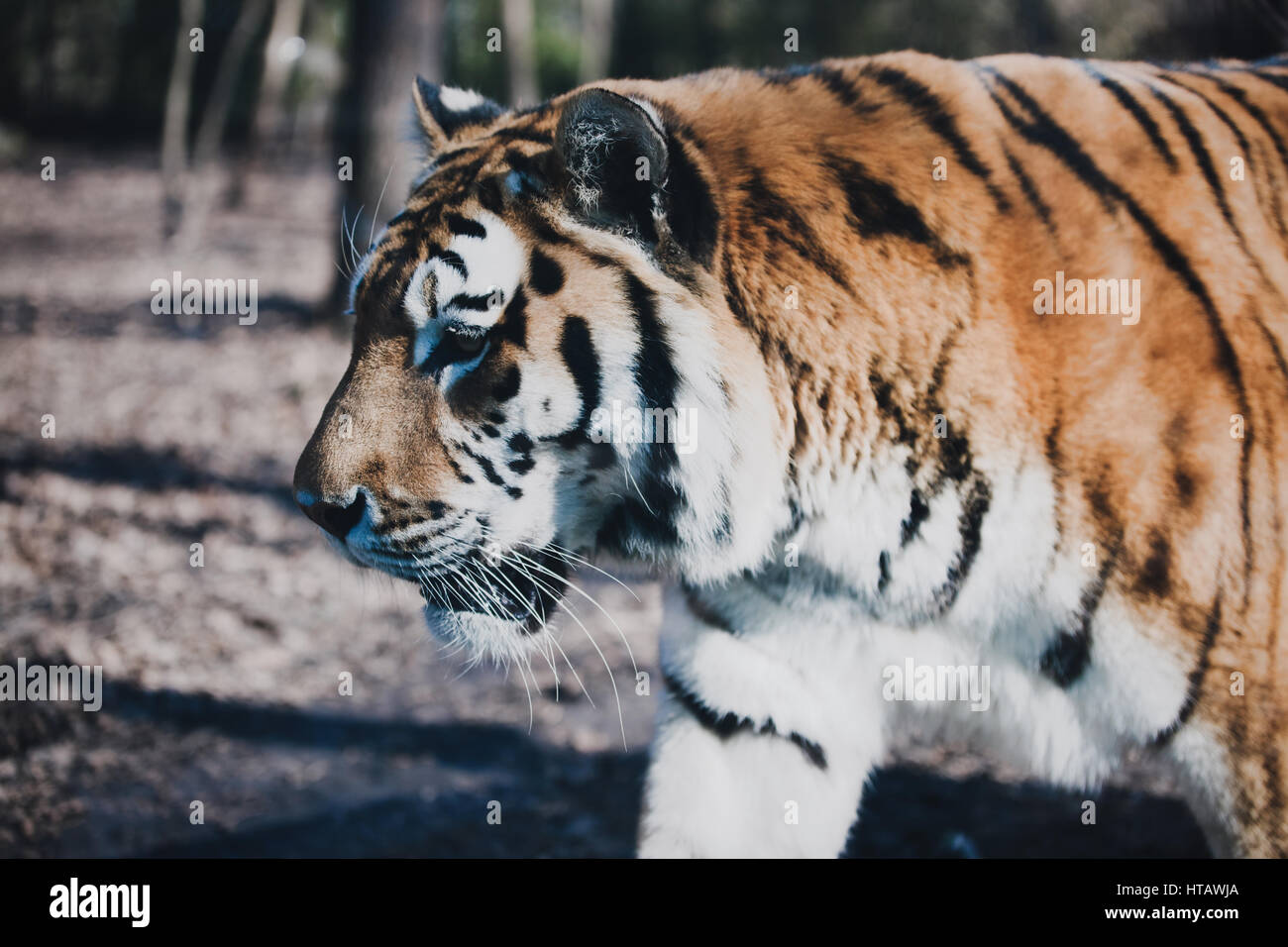 Siberian tiger skin hi-res stock photography and images - Alamy