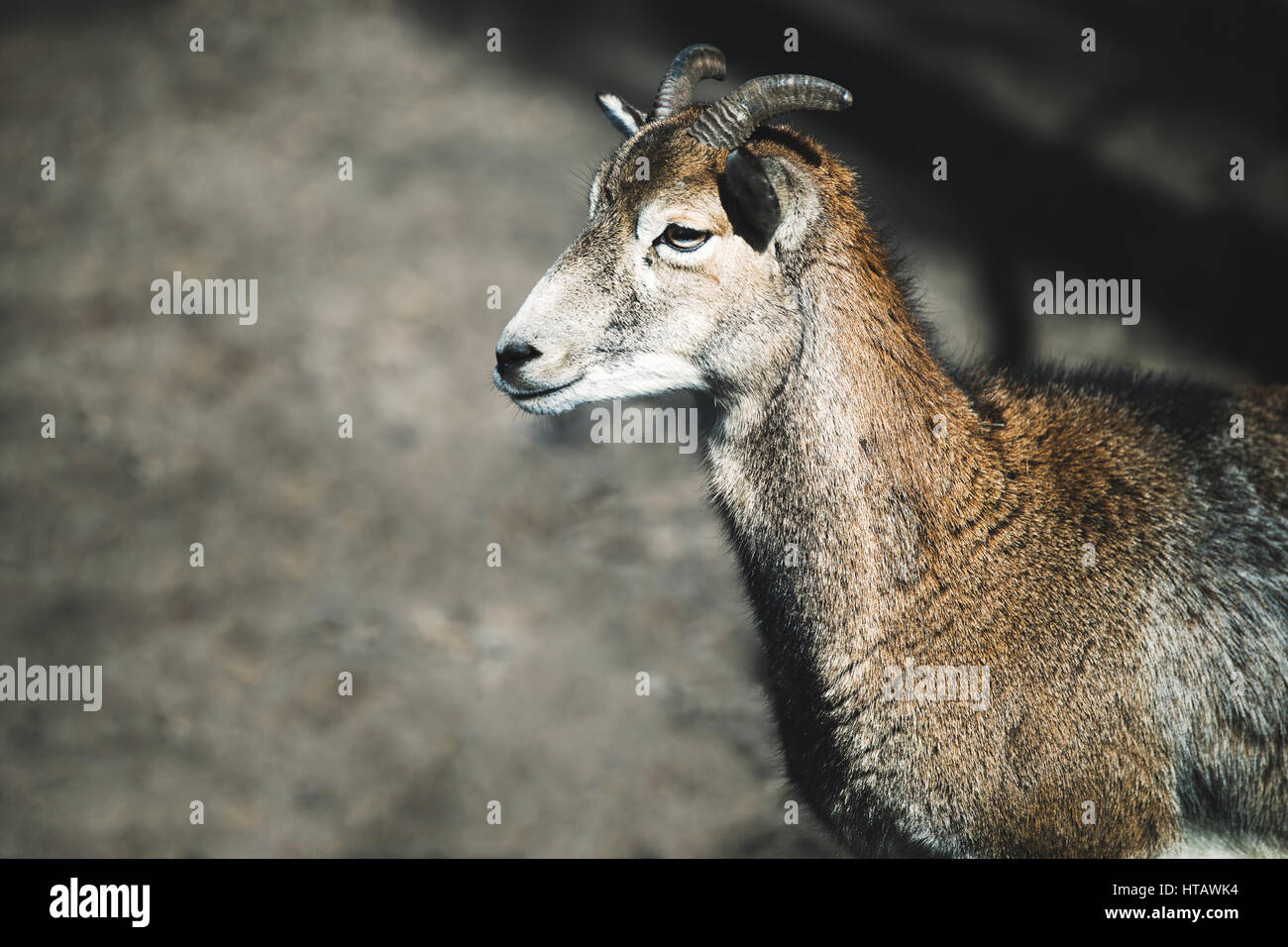 Wild goat in nature with horns and beautiful fur Stock Photo - Alamy