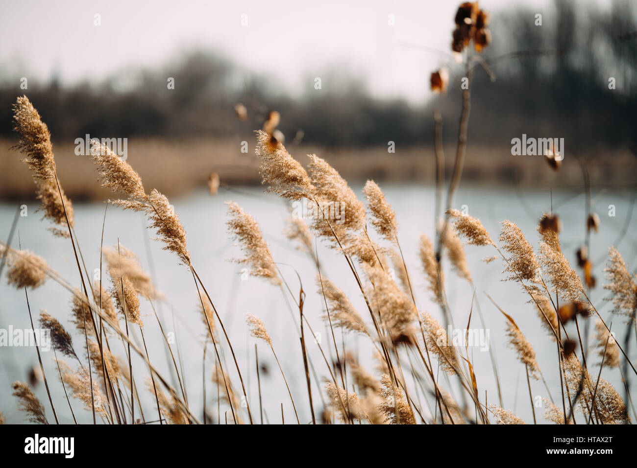 Vintage reed leaf plant hi-res stock photography and images - Alamy