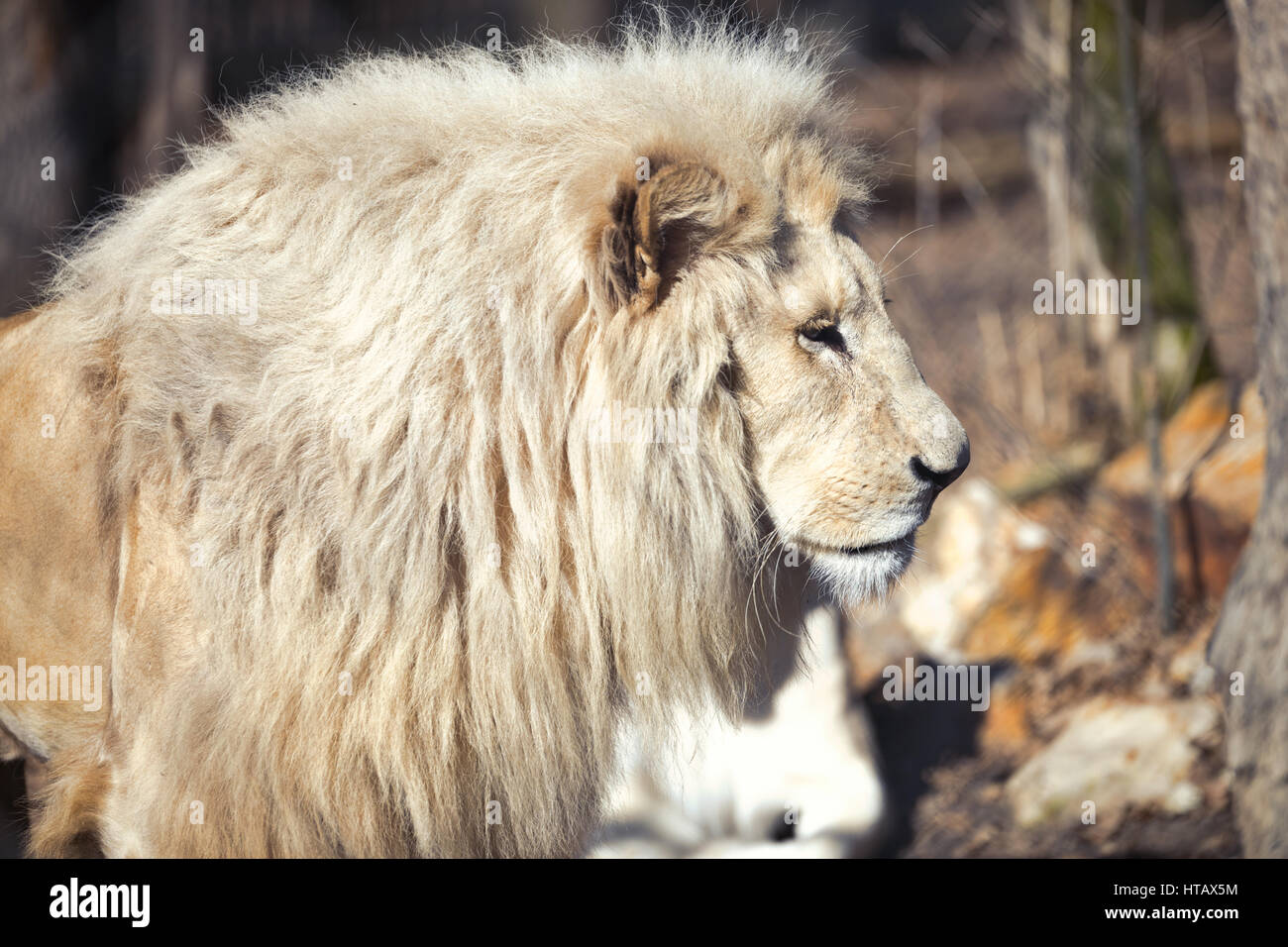 Beautiful rare white lion in wild life king of animals Stock Photo - Alamy