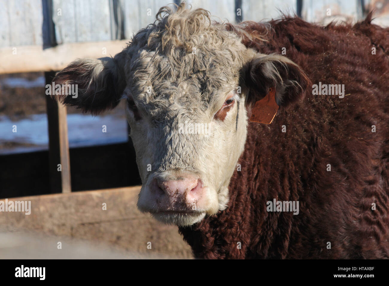 Head neck shoulders hi-res stock photography and images - Alamy