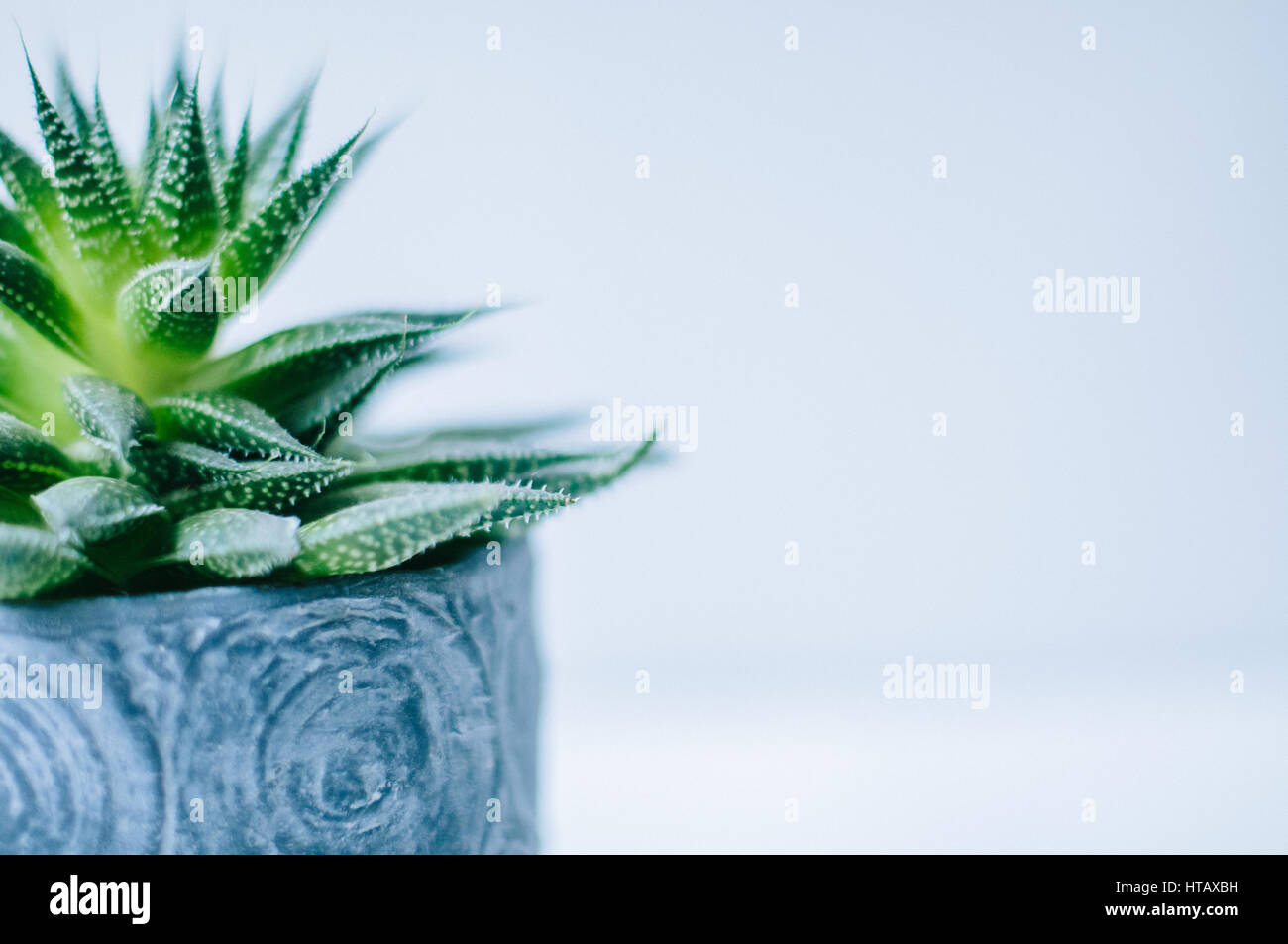 Green succulents hi-res stock photography and images - Alamy