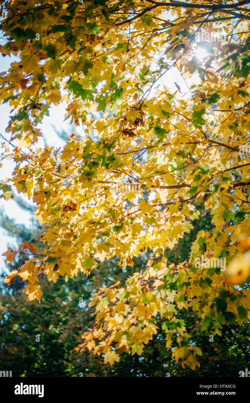 Chilly leaves hi-res stock photography and images - Alamy