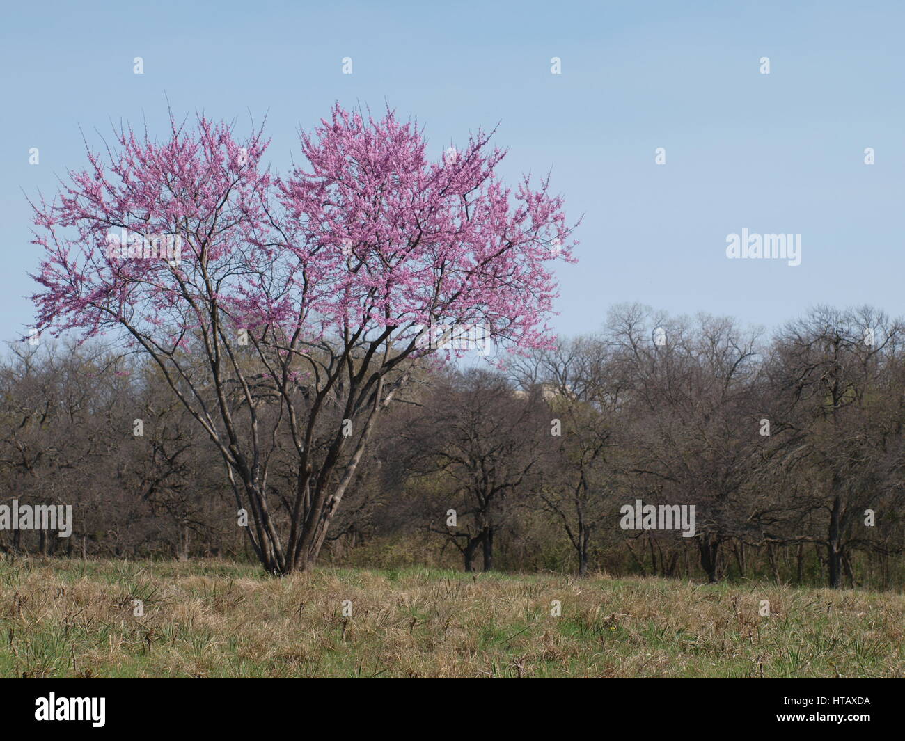Spring at the Lake Stock Photo - Alamy