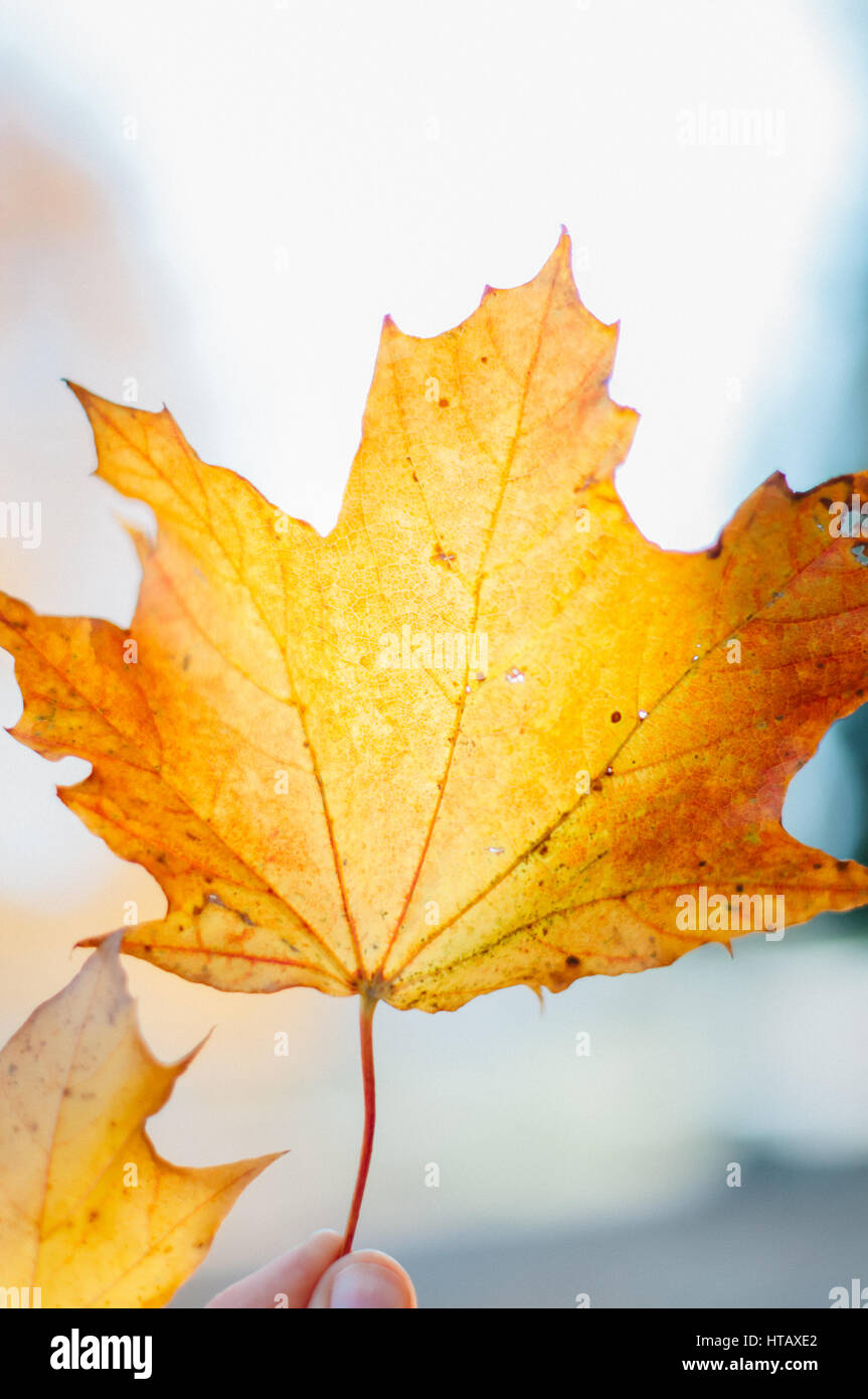 Colorful Leaves in Fall Stock Photo - Alamy