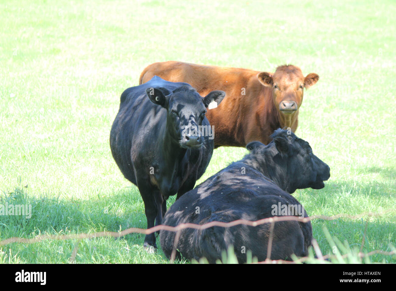 Cows standing in a large enclosed pasture of green grass in early ...