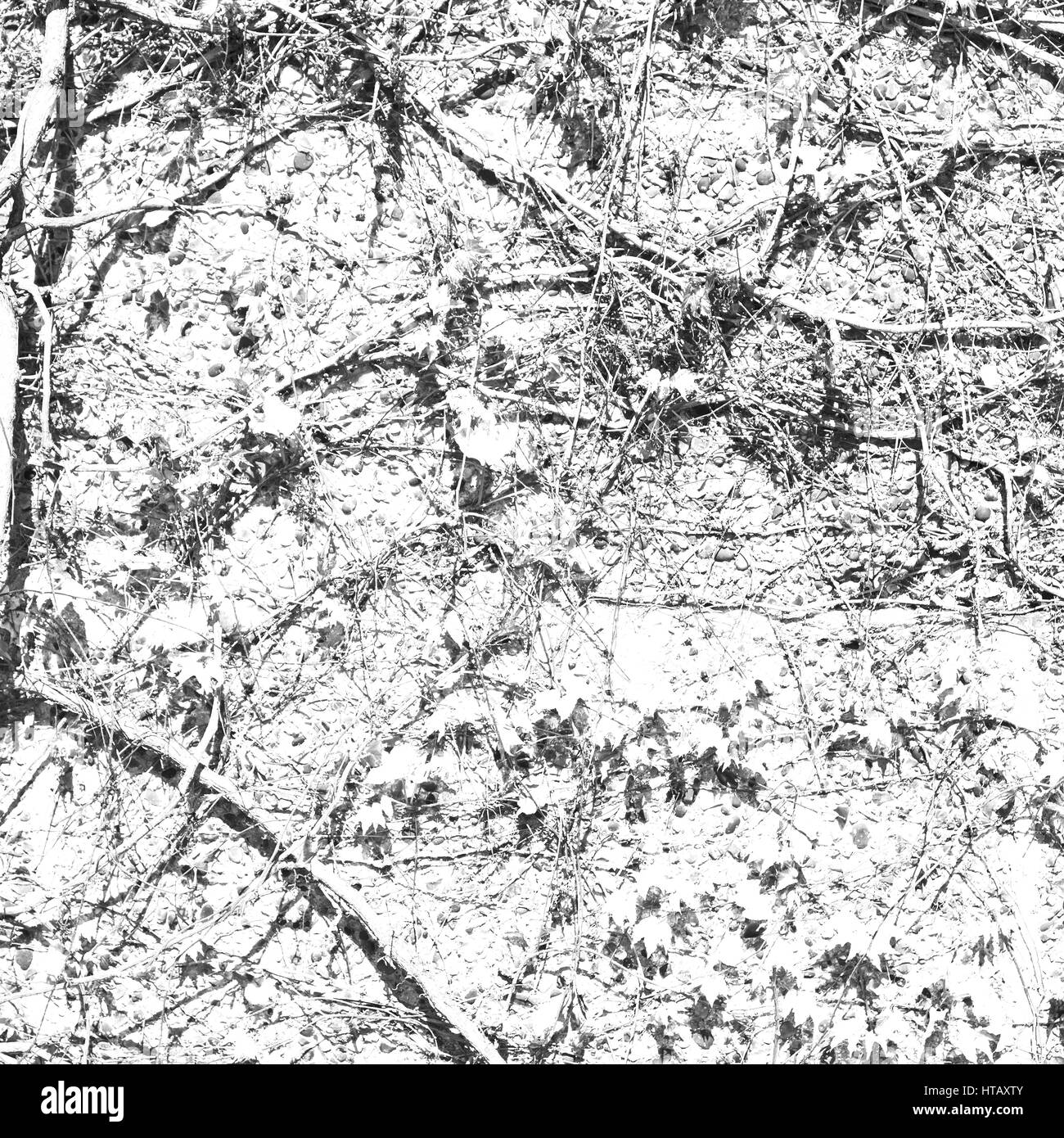 Root in rock Black and White Stock Photos & Images - Alamy