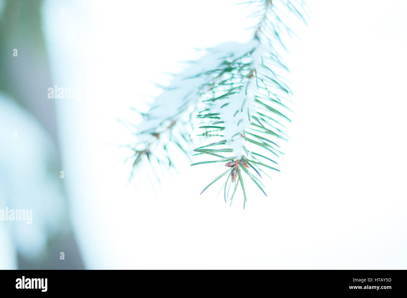 Pines full of snow hi-res stock photography and images - Alamy