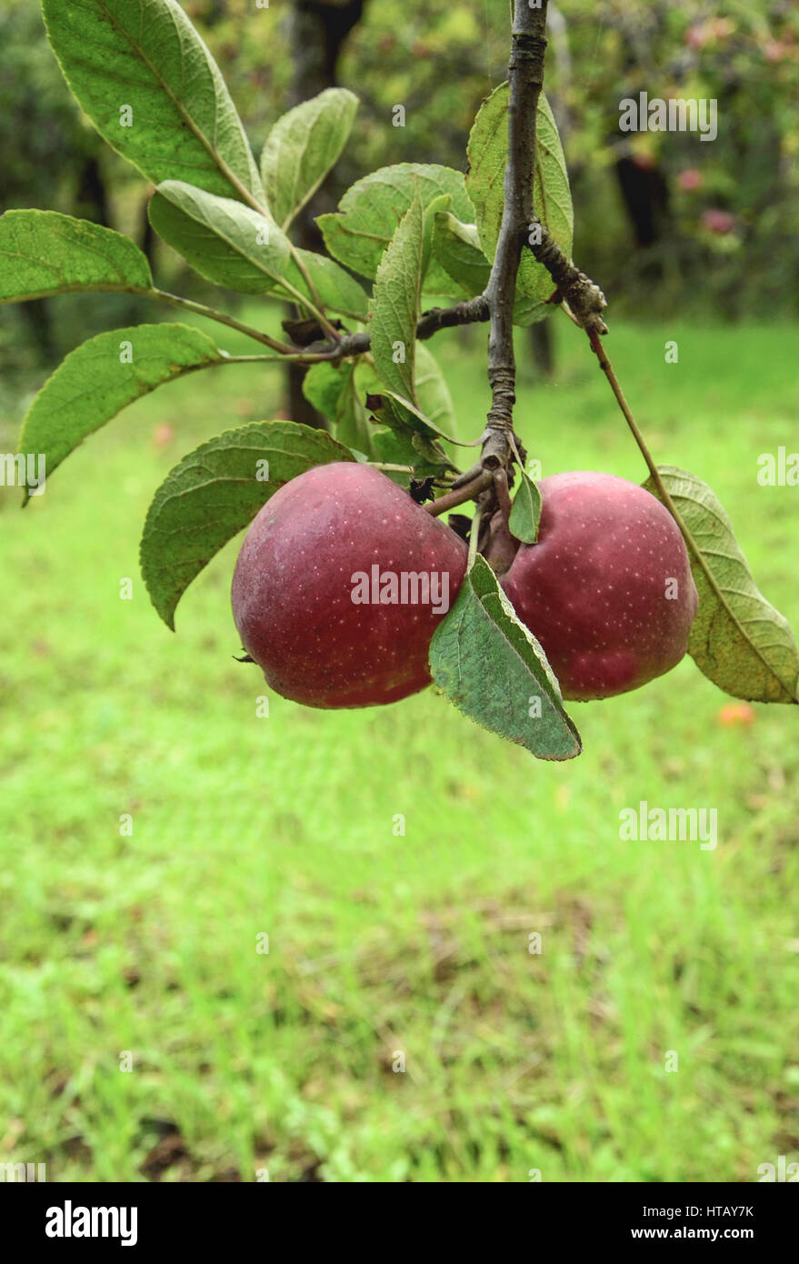 Freshly biological apples on the apple tree Stock Photo - Alamy