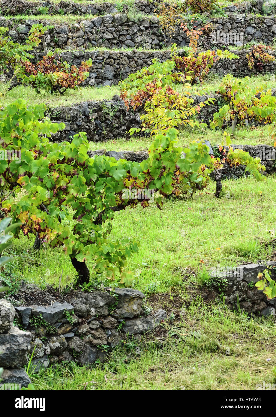Agricultural terraces with vineyards Stock Photo - Alamy