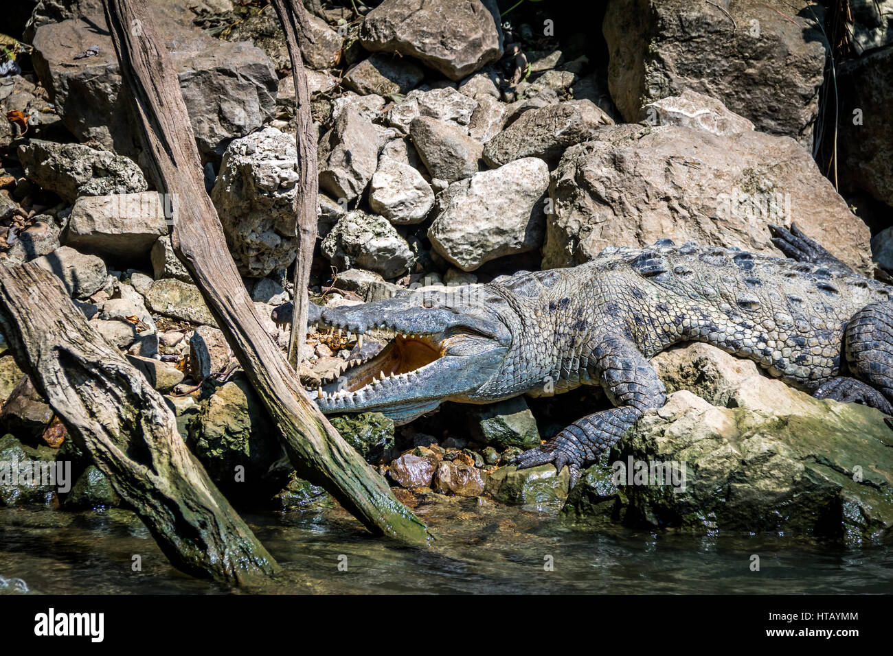 Animal alligator crocodile High Resolution Stock Photography and Images ...