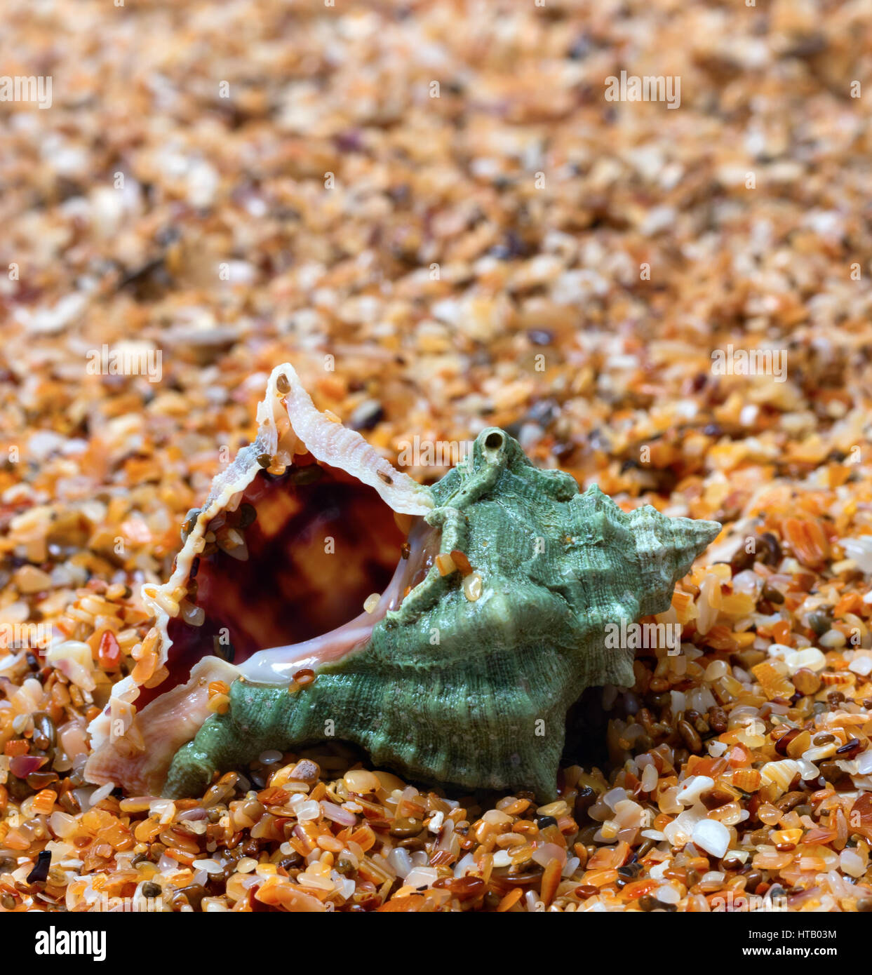 Spiral striped seashell hi-res stock photography and images - Alamy