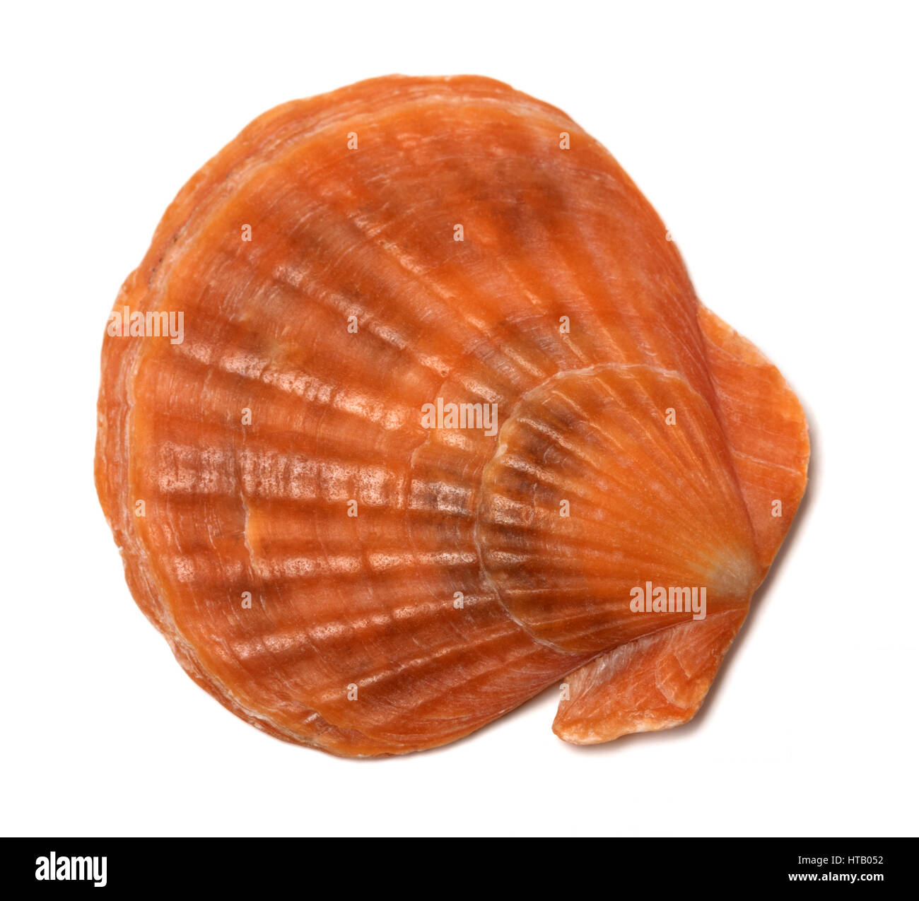 Scallop shell isolated on white background. Close-up view Stock Photo ...
