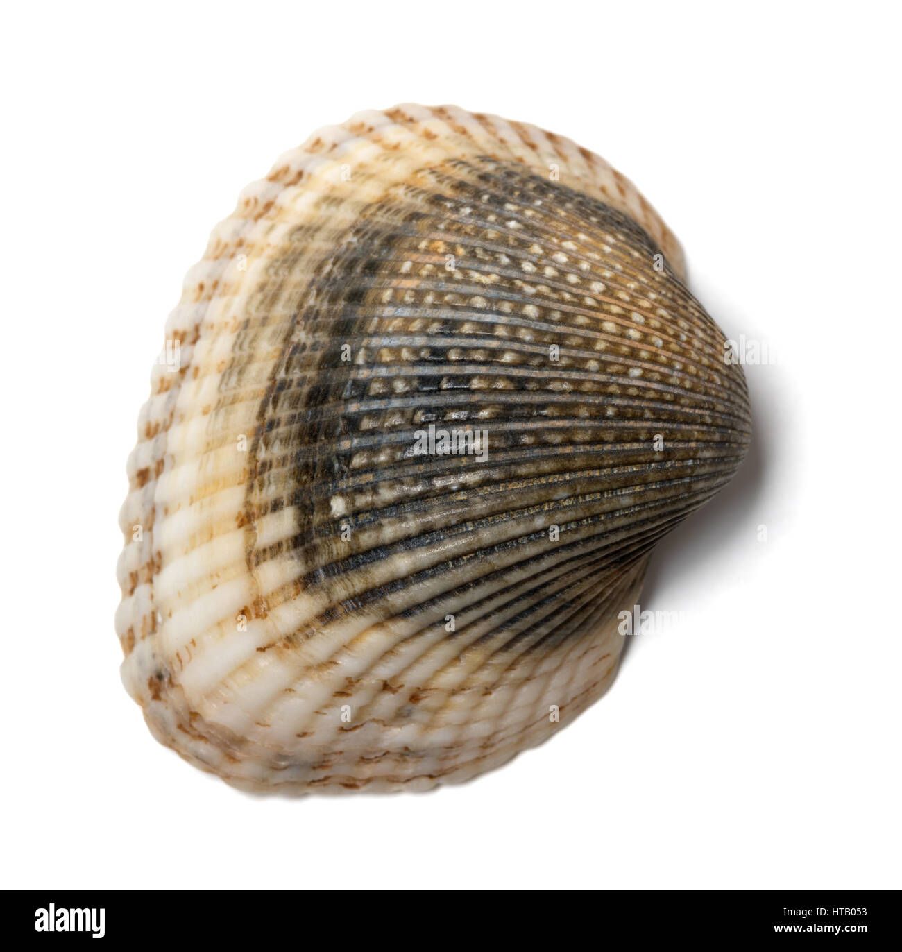 Close-up of seashell anadara isolated on white background. View from ...