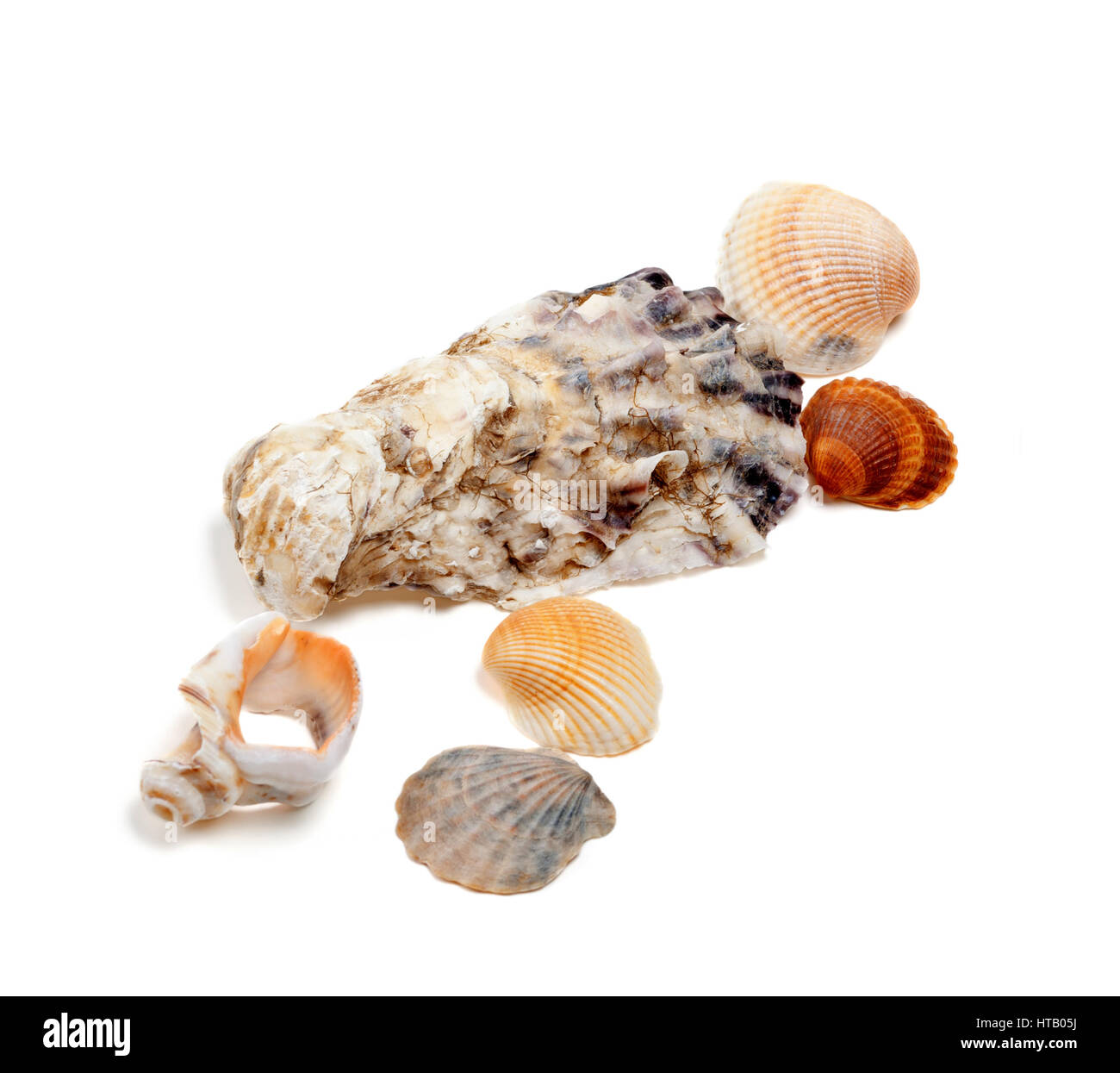 Collection of seashells. Isolated on white background Stock Photo - Alamy