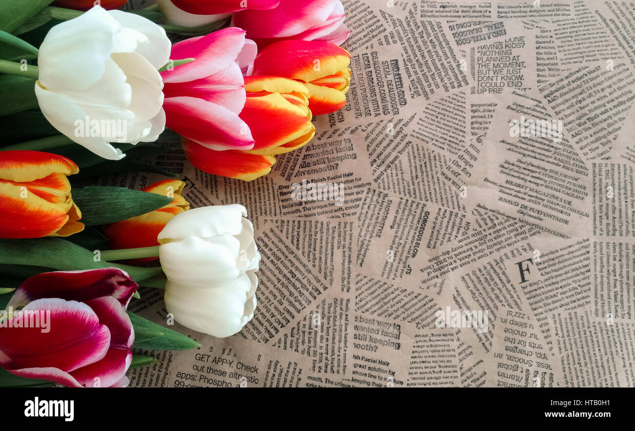 Tulips flowers bunch on Vintage newspaper background. Empty space for ...