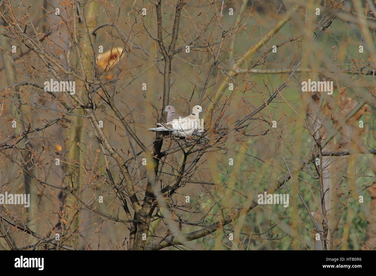 Female mourning doves hi-res stock photography and images - Alamy
