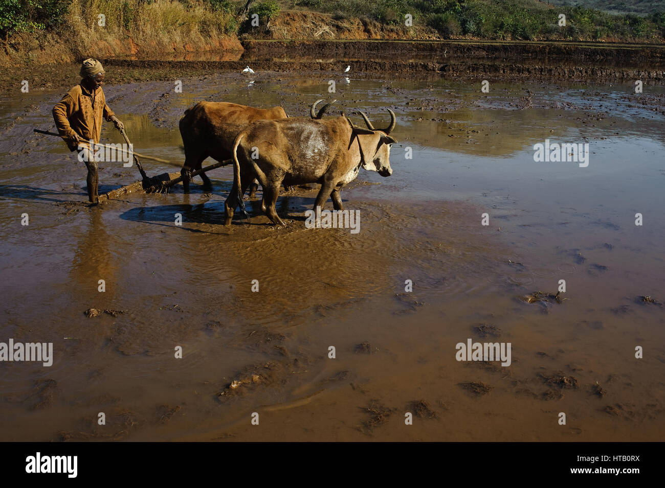 Field labour ( India Stock Photo - Alamy