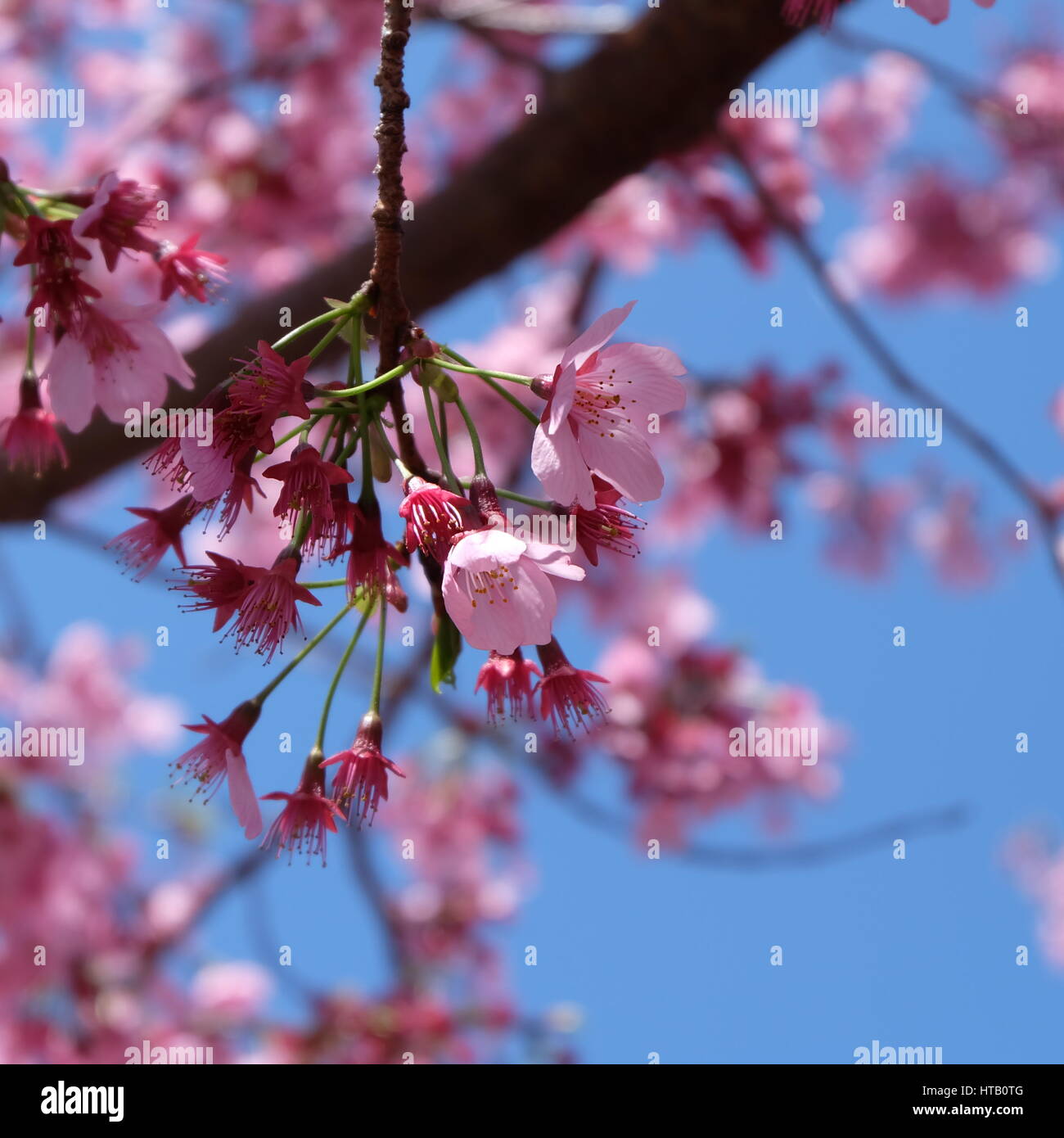 Beautiful pink cherry blossom sakura flower hi-res stock photography ...