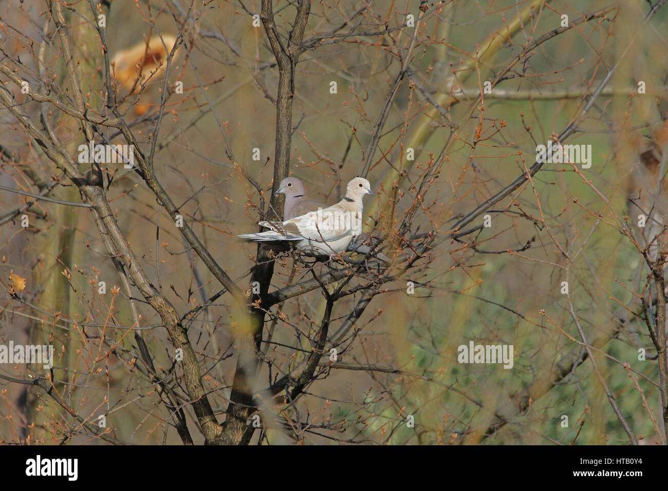 Pair of collared mourning doves Latin streptopelia deaocto male and ...