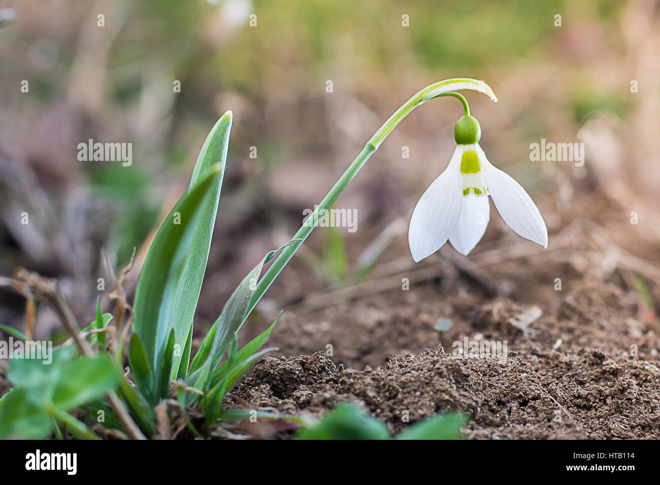 Snowdrop bud hi-res stock photography and images - Alamy