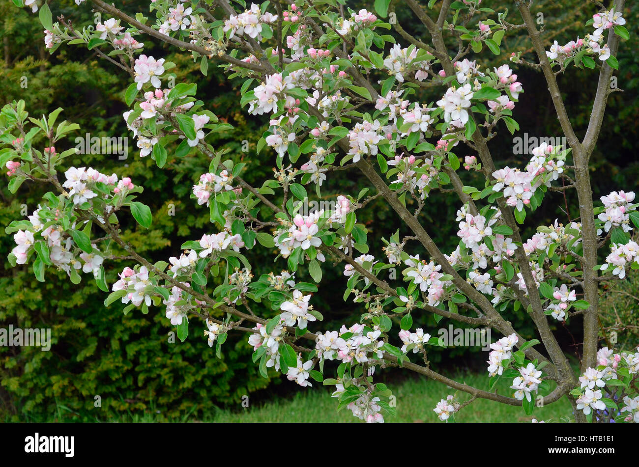 Margil apple blossom Stock Photo - Alamy