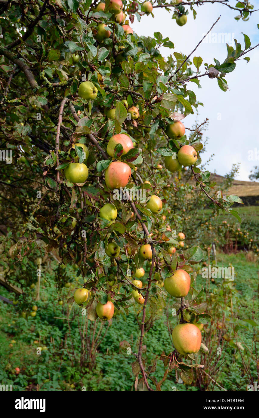 Keswick codlin hi-res stock photography and images - Alamy