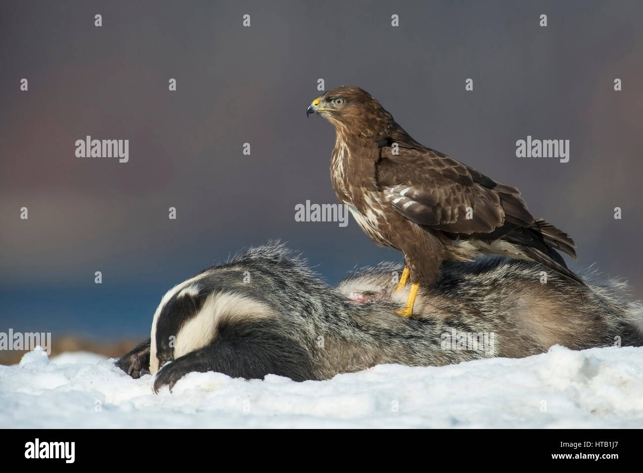 Common buzzard with dead badgers, common buzzard in winter ...