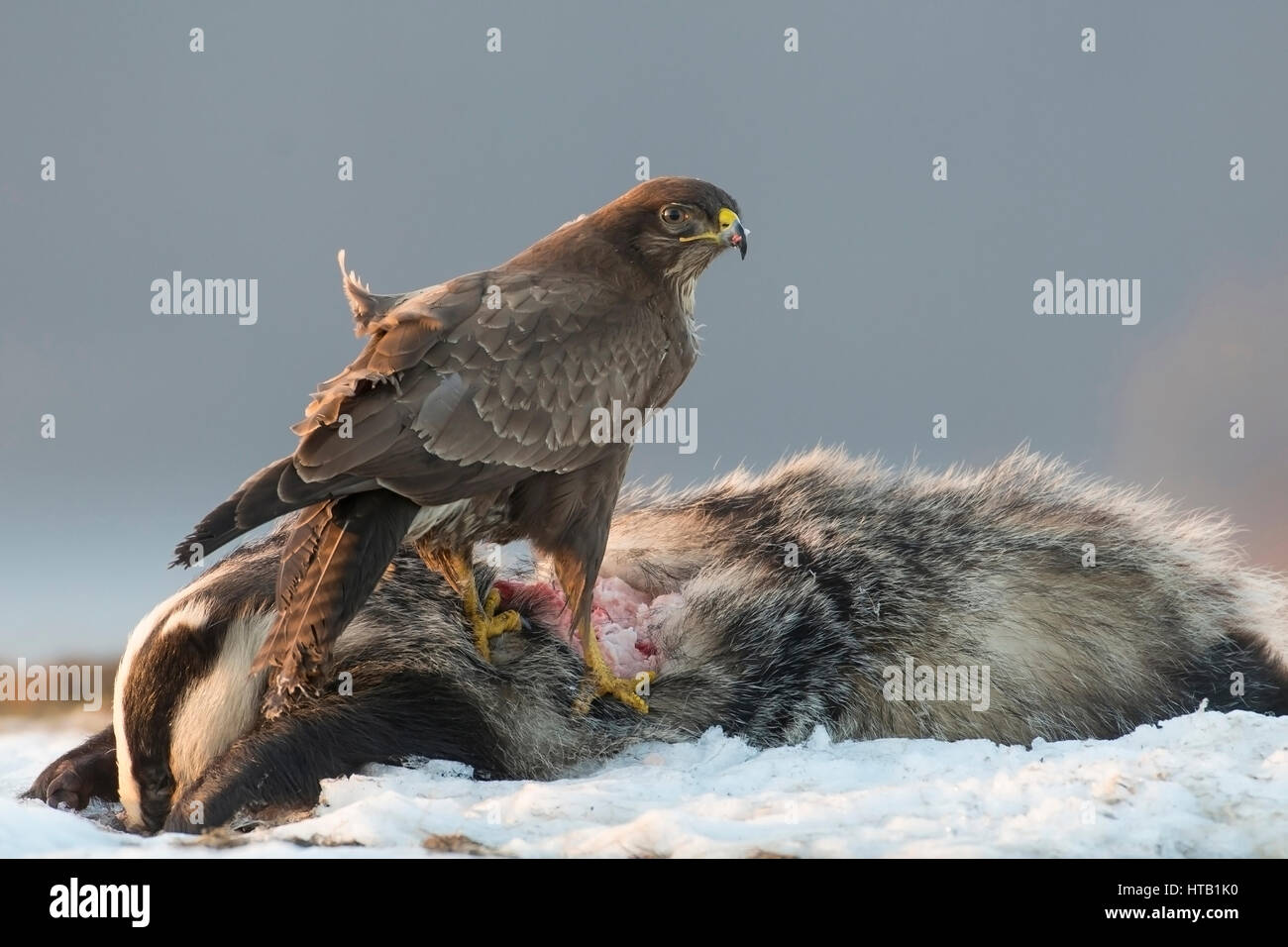 Common buzzard with dead badgers, common buzzard in winter ...