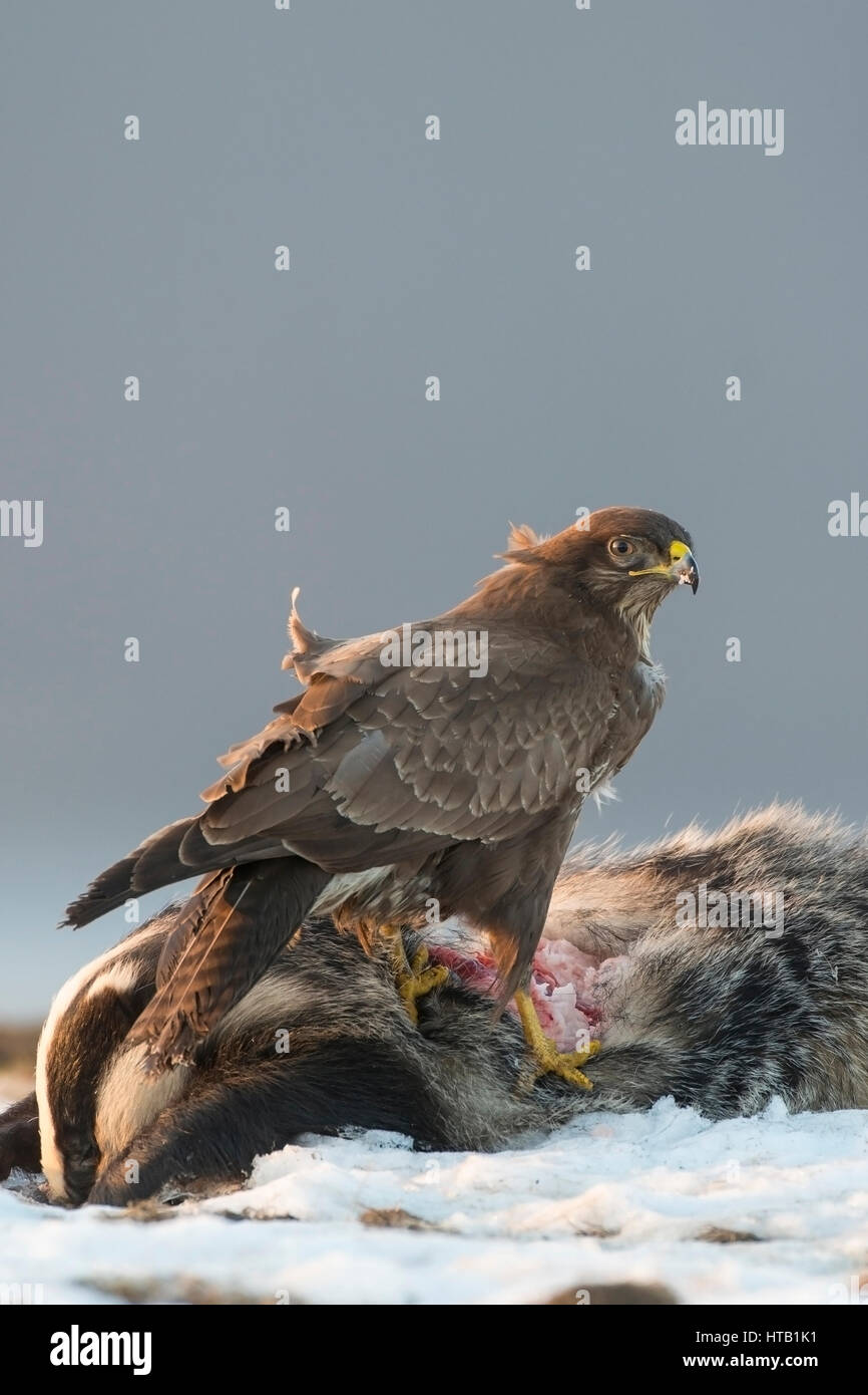 Common buzzard with dead badgers, common buzzard in winter ...