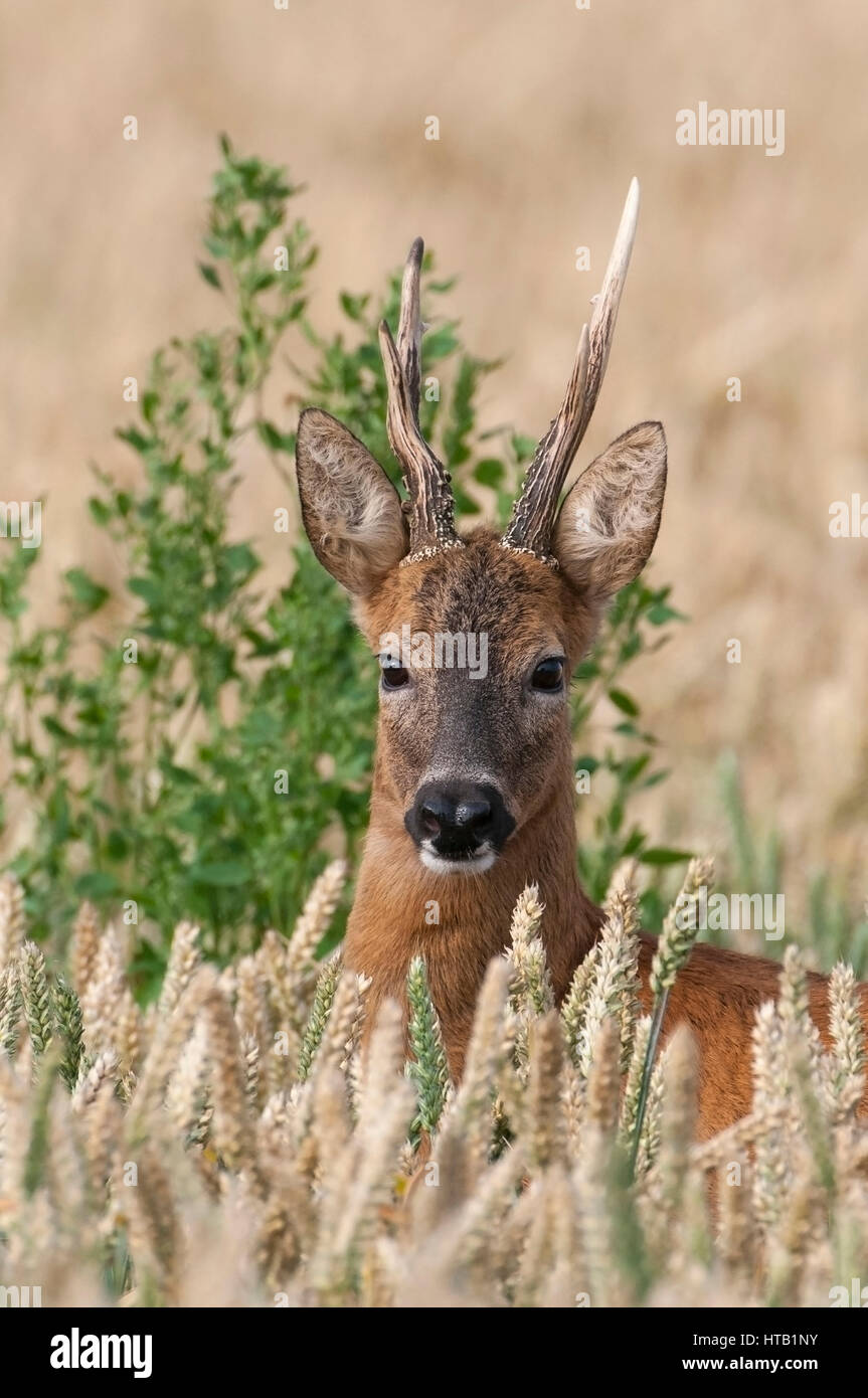 Roebuck in the grain field / portrait, roebuck in the sheet time in the ...