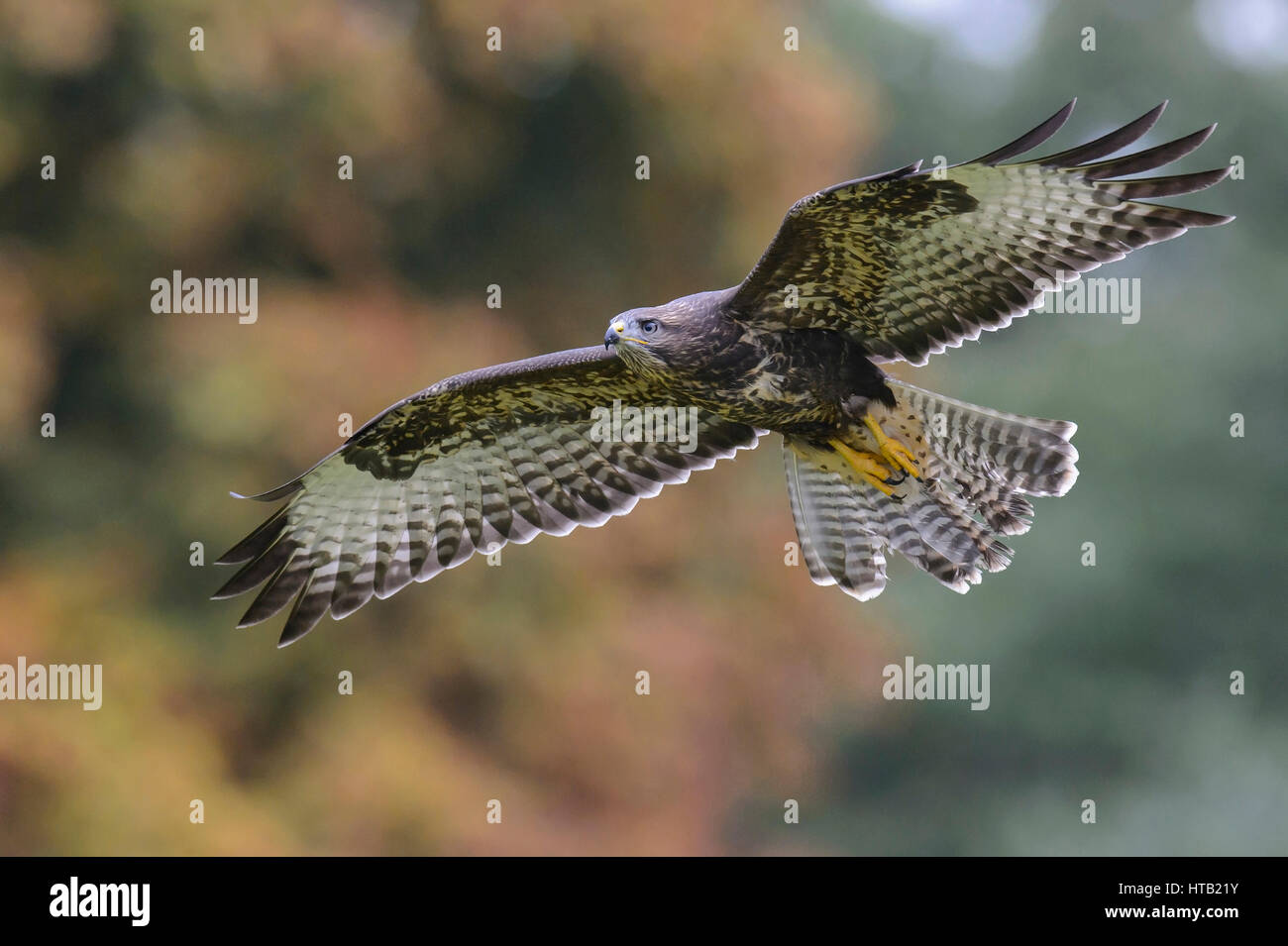 Flying common buzzard, flying buzzard, Fliegender Maeusebussard ...