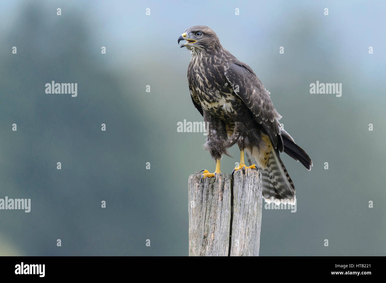Flying buzzard, Fliegender Bussard Stock Photo - Alamy