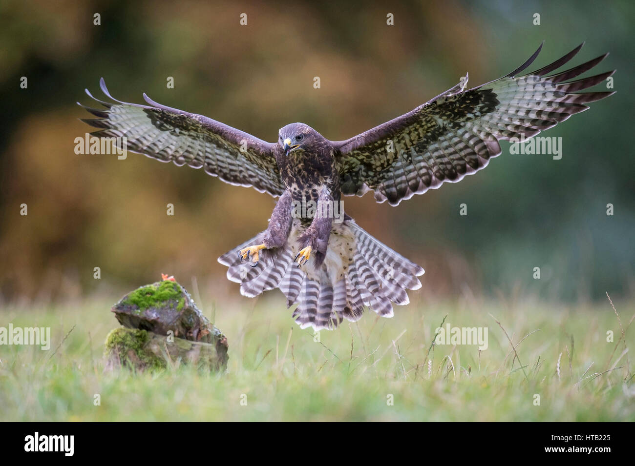 Flying buzzard, Fliegender Bussard Stock Photo - Alamy