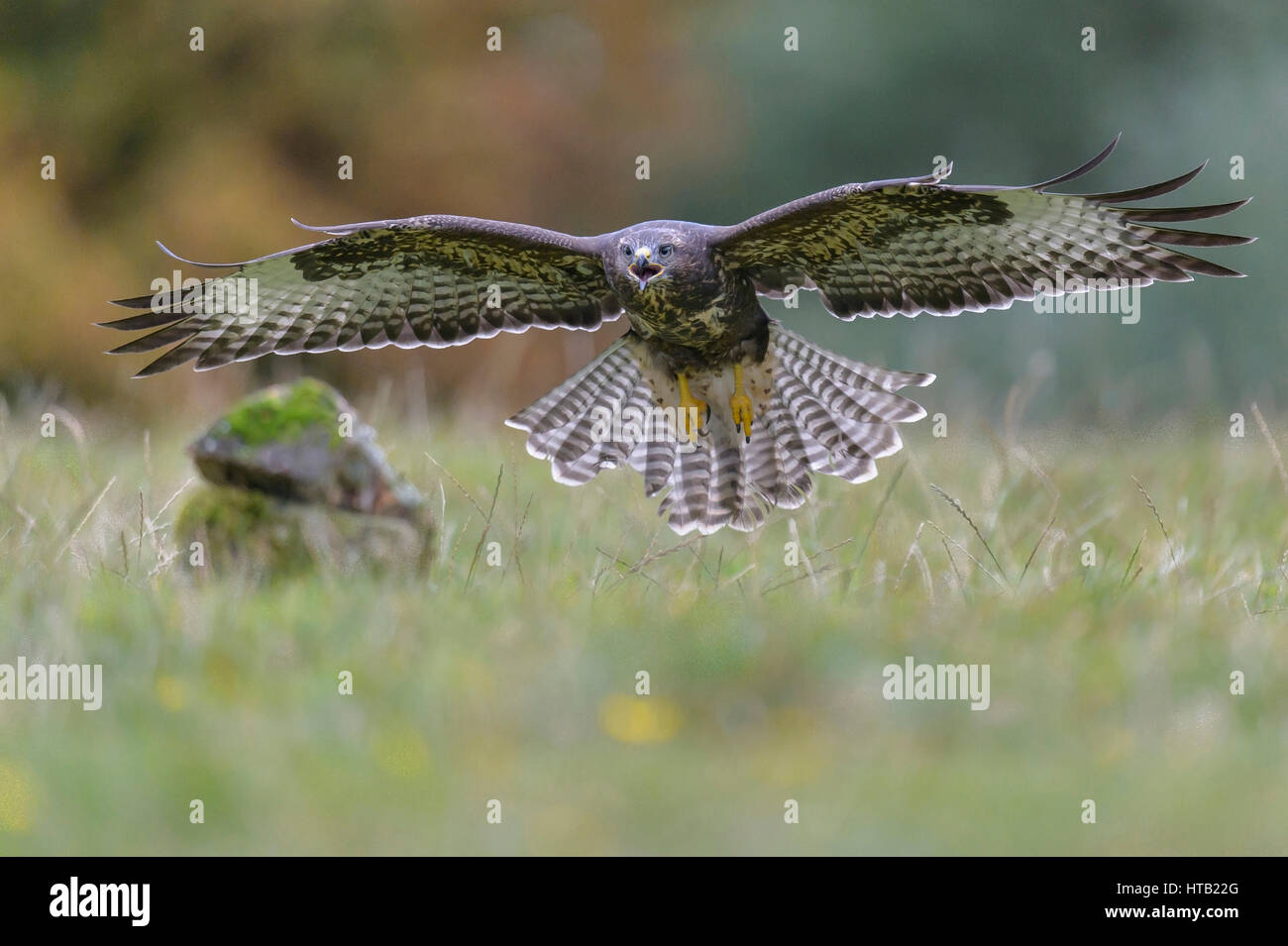 Bussard High Resolution Stock Photography and Images - Alamy