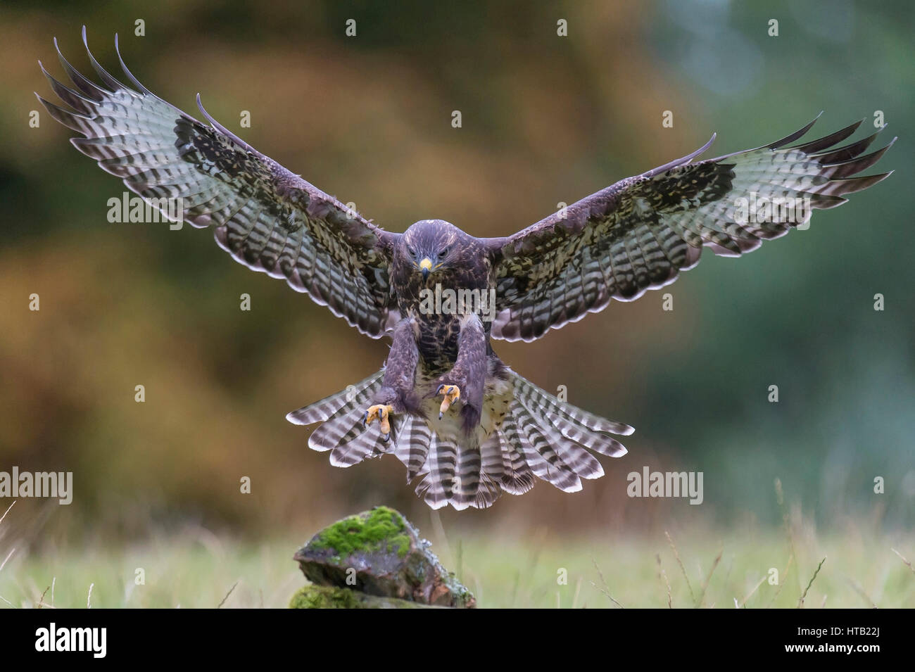 Bussard hi-res stock photography and images - Alamy