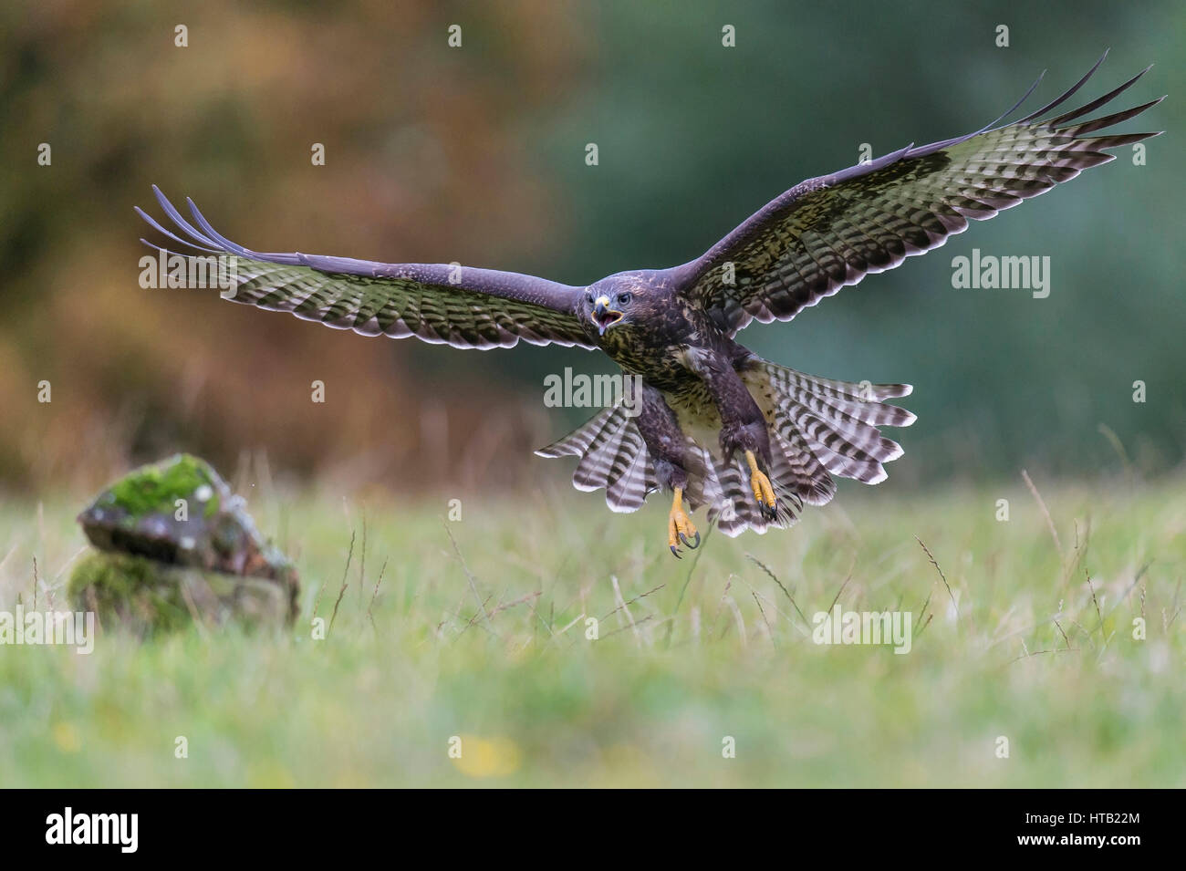 Flying buzzard, Fliegender Bussard Stock Photo - Alamy