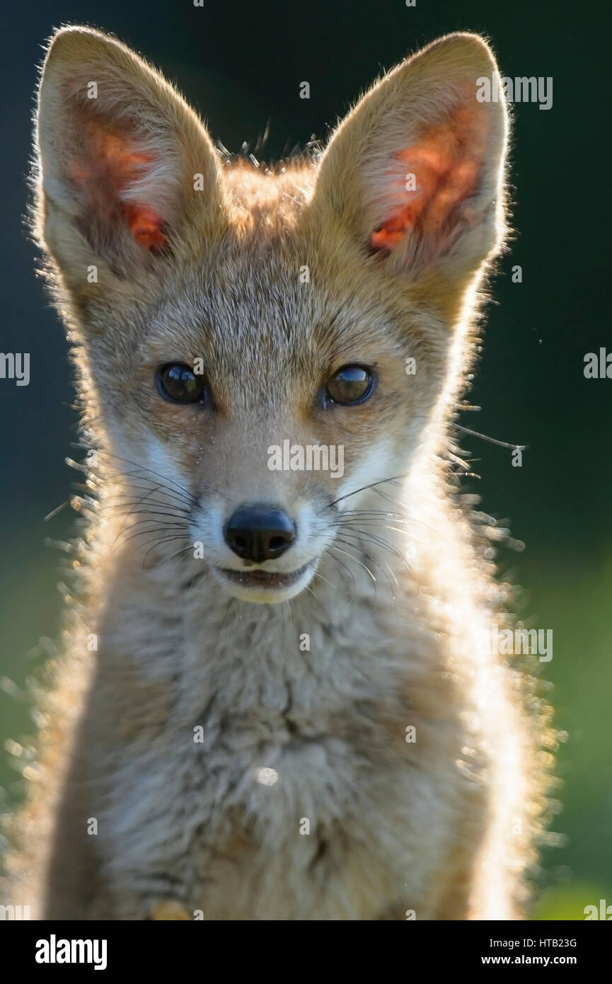 Young fox wanders by his district, Vulpes vulpes, Jung's fox, fox, fox ...