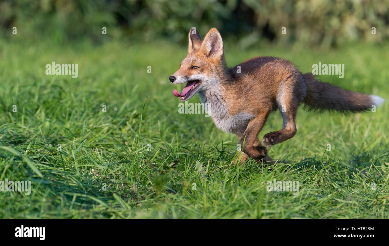 Schlauer Fuchs High Resolution Stock Photography and Images - Alamy