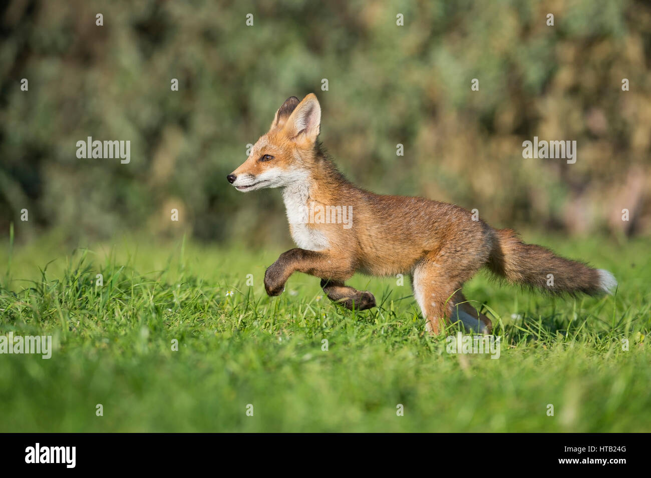 Young fox wanders by his district, Vulpes vulpes, Jung's fox, fox, fox ...