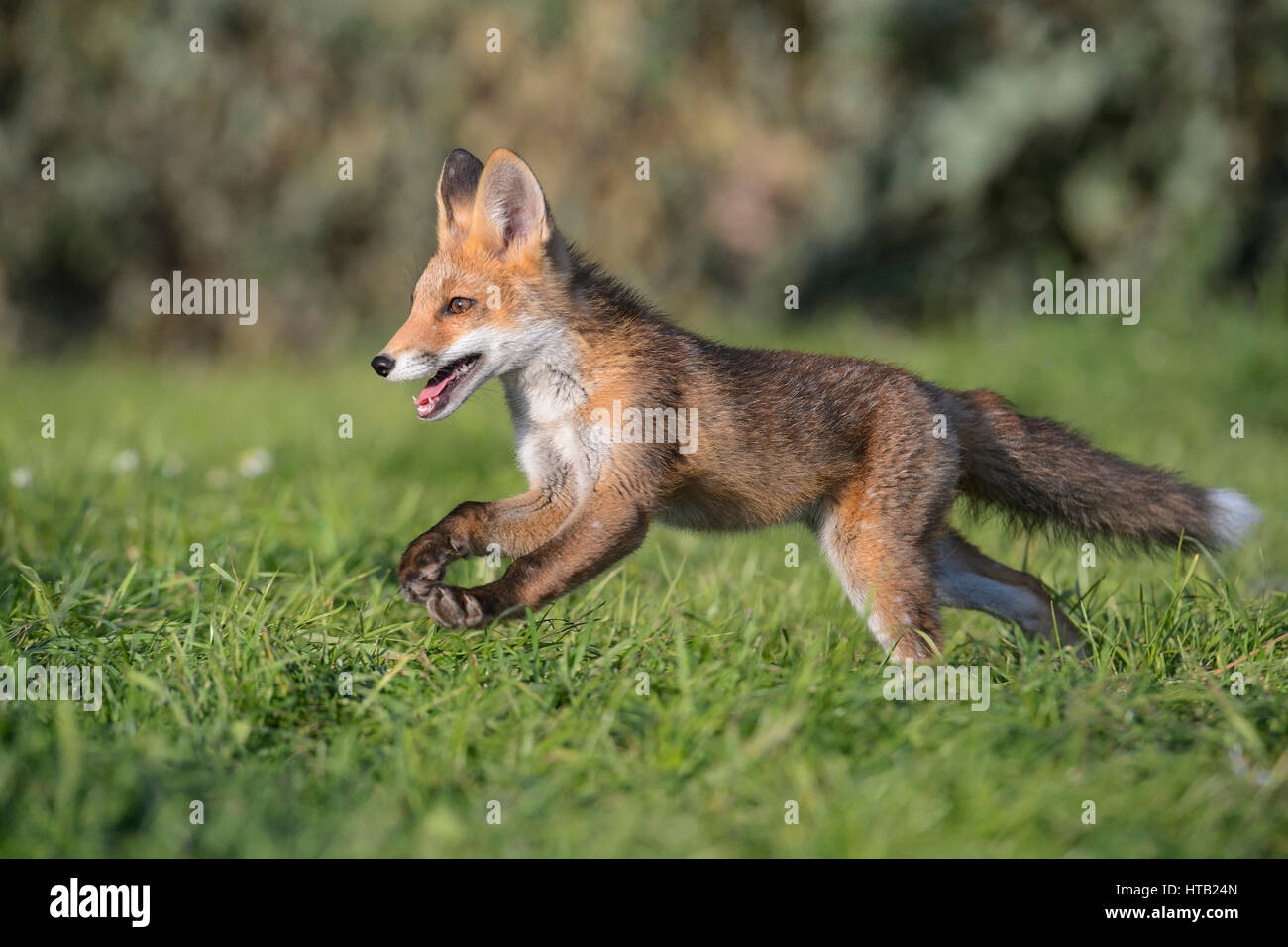 Young fox wanders by his district, Vulpes vulpes, Jung's fox, fox, fox ...