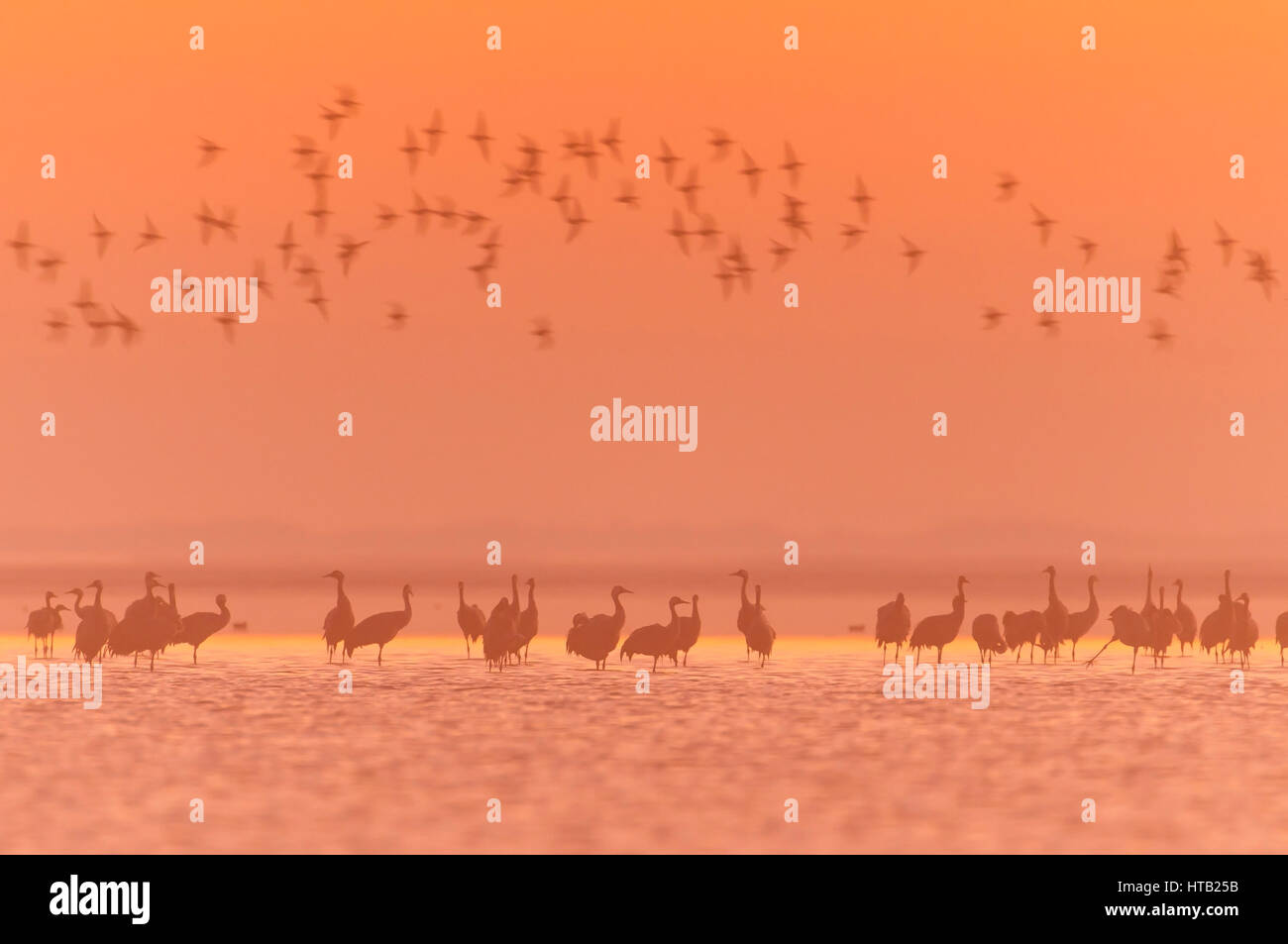Cranes in the back light, cranes in the sleeping place in the Baltic ...