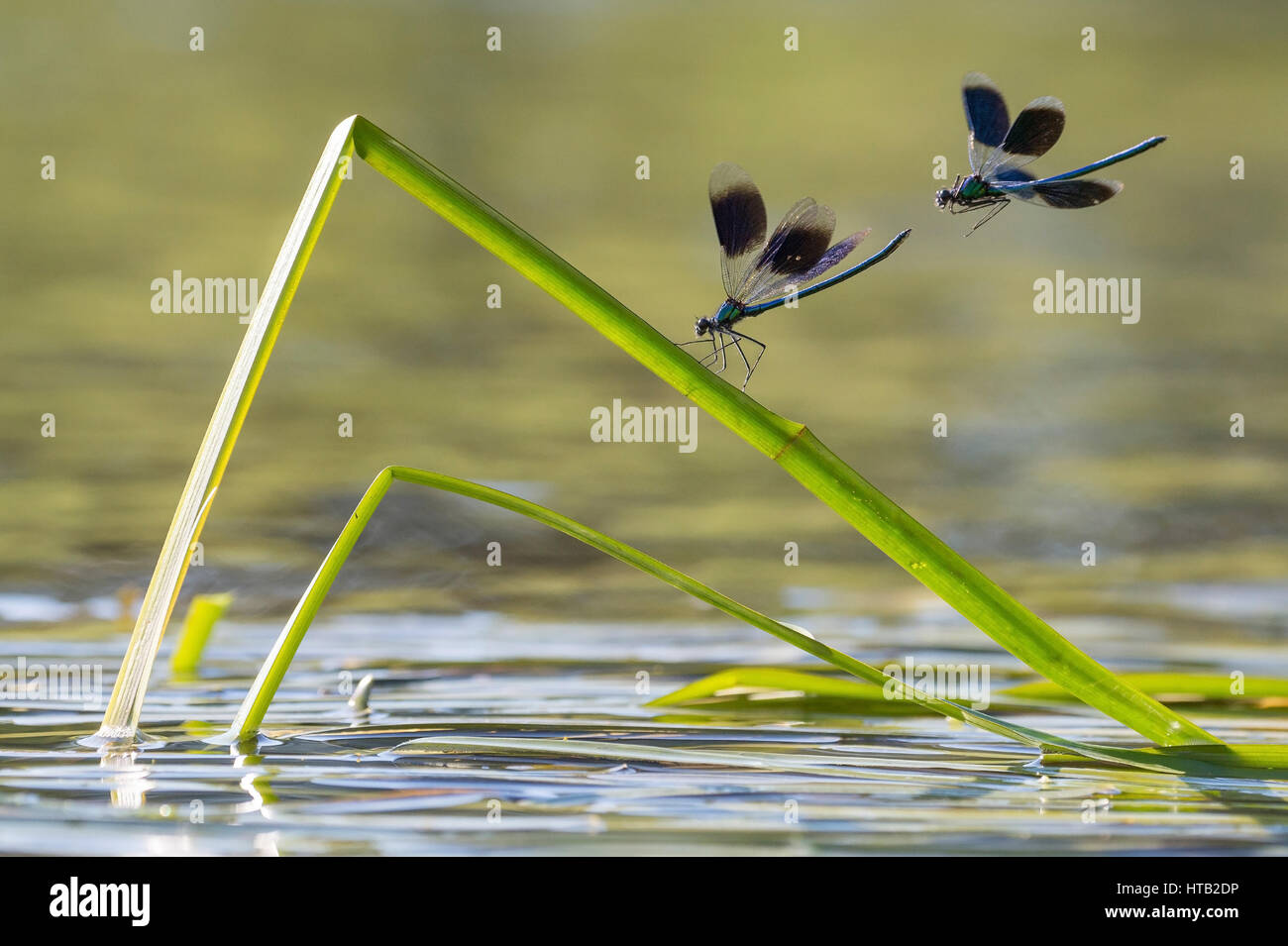 Lichtspiel hi-res stock photography and images - Alamy