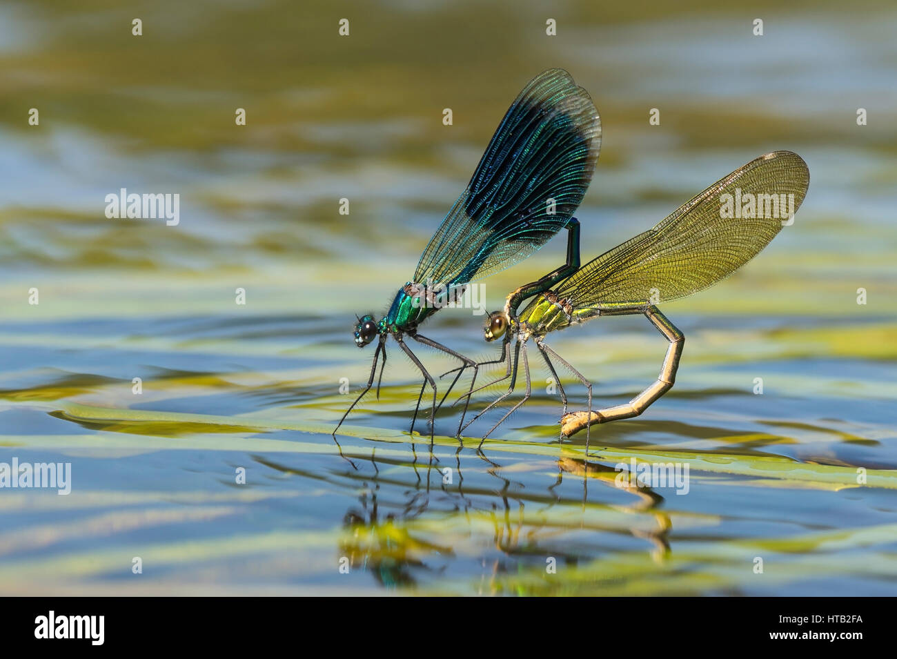Dragonfly Mating Wheel High Resolution Stock Photography and Images - Alamy