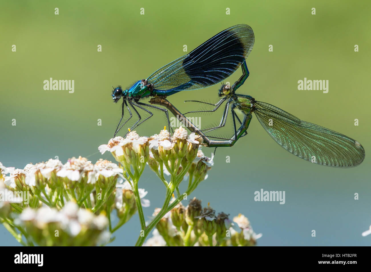 Dragonfly Mating Wheel High Resolution Stock Photography and Images - Alamy