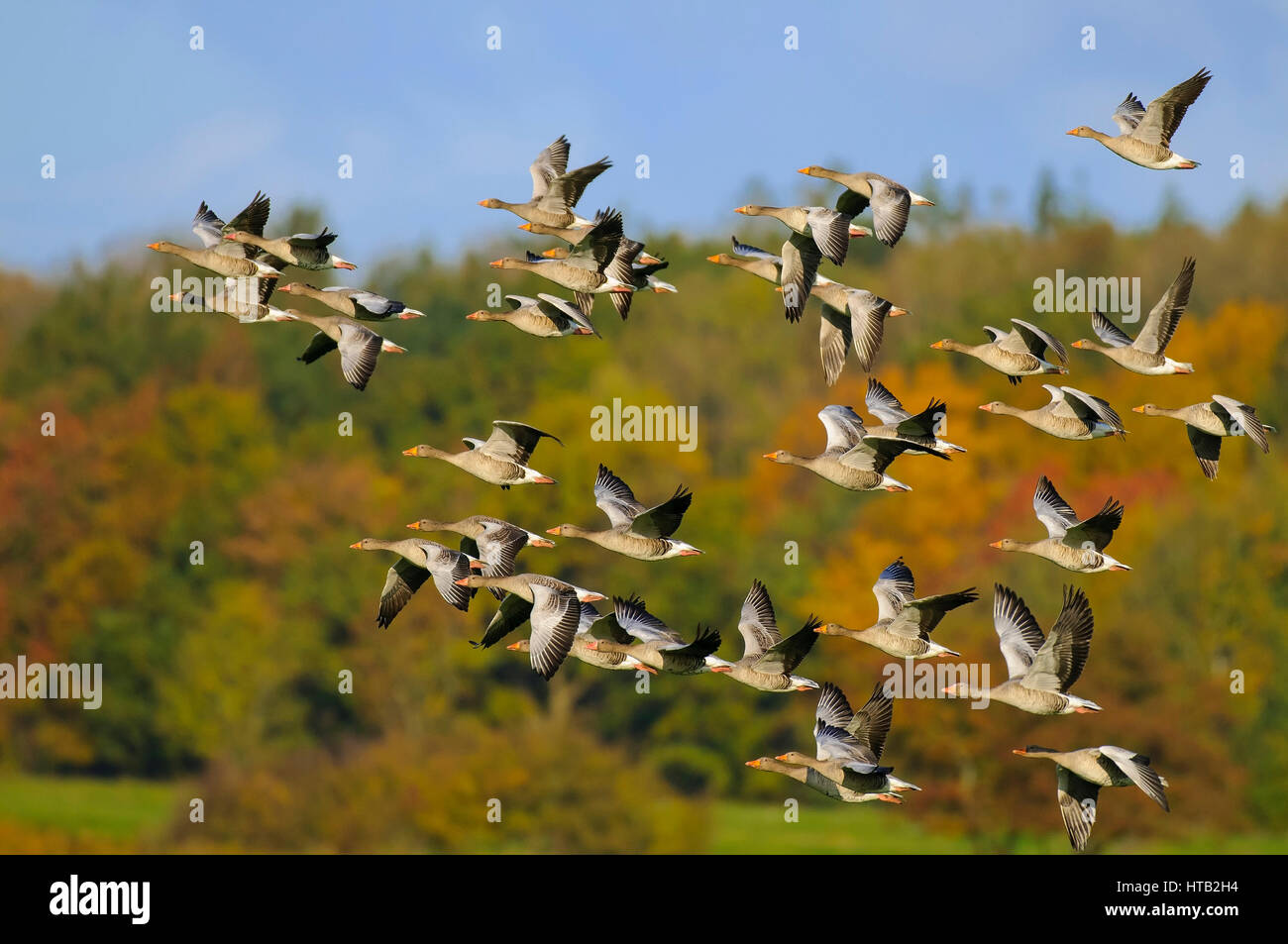 Natural photograph, dream of flying greylag geese, Naturfotografie ...