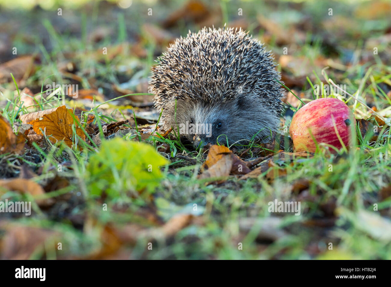 Hedgehog Hide High Resolution Stock Photography and Images - Alamy