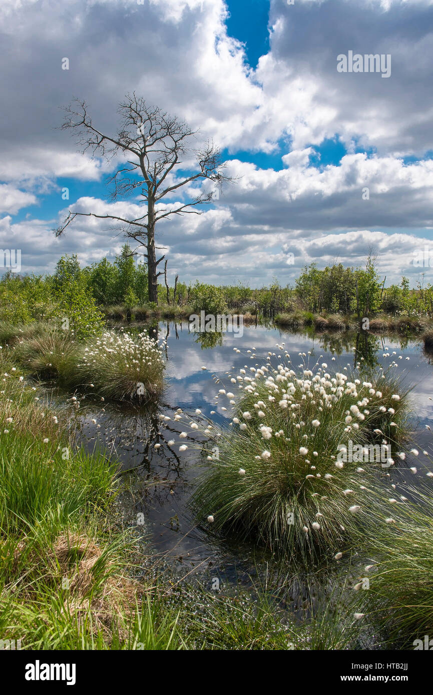 Fr??hling in the moor, Frühling im Moor Stock Photo - Alamy