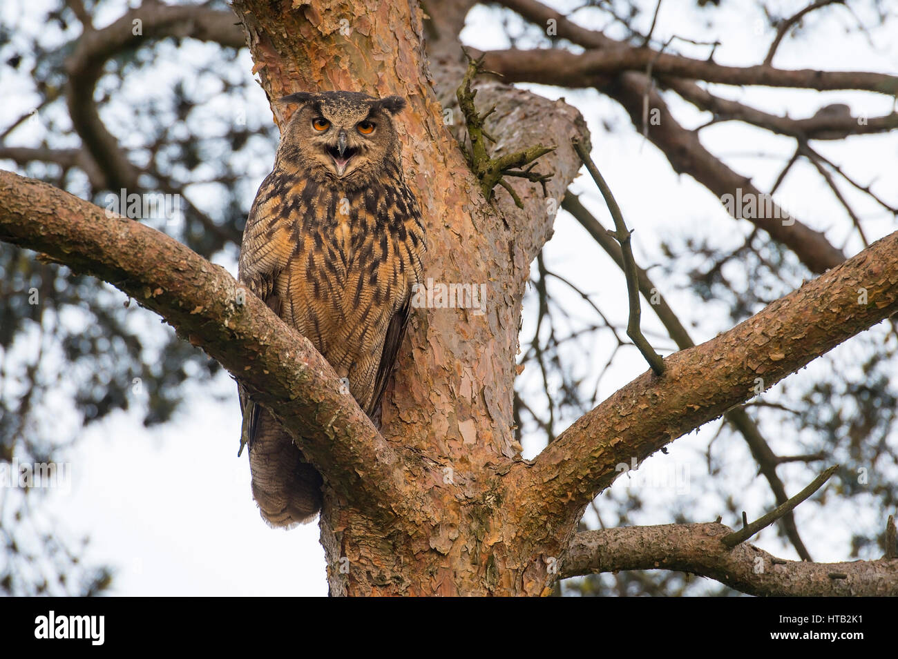 Eagle owl, Bubo Bubo, old animal, eagle owl in a pine, Uhu, Alttier ...