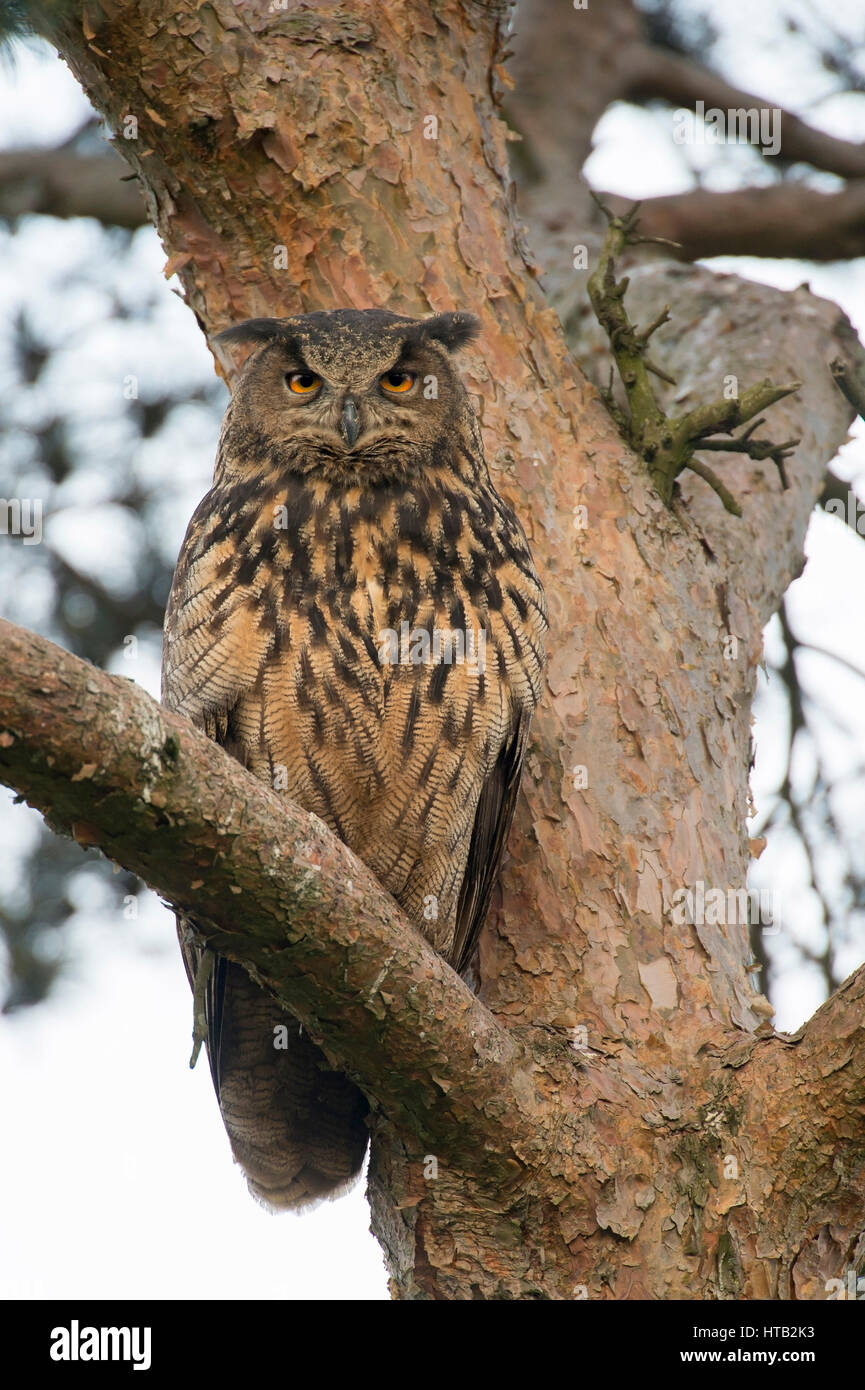 Eagle owl, Bubo Bubo, old animal, eagle owl in a pine, Uhu, Alttier ...